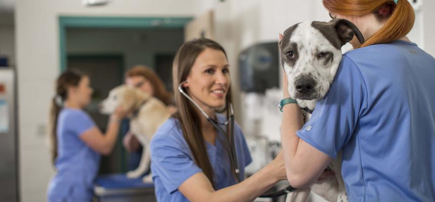 Veterinary Office Support – SystemArchitecture.NET